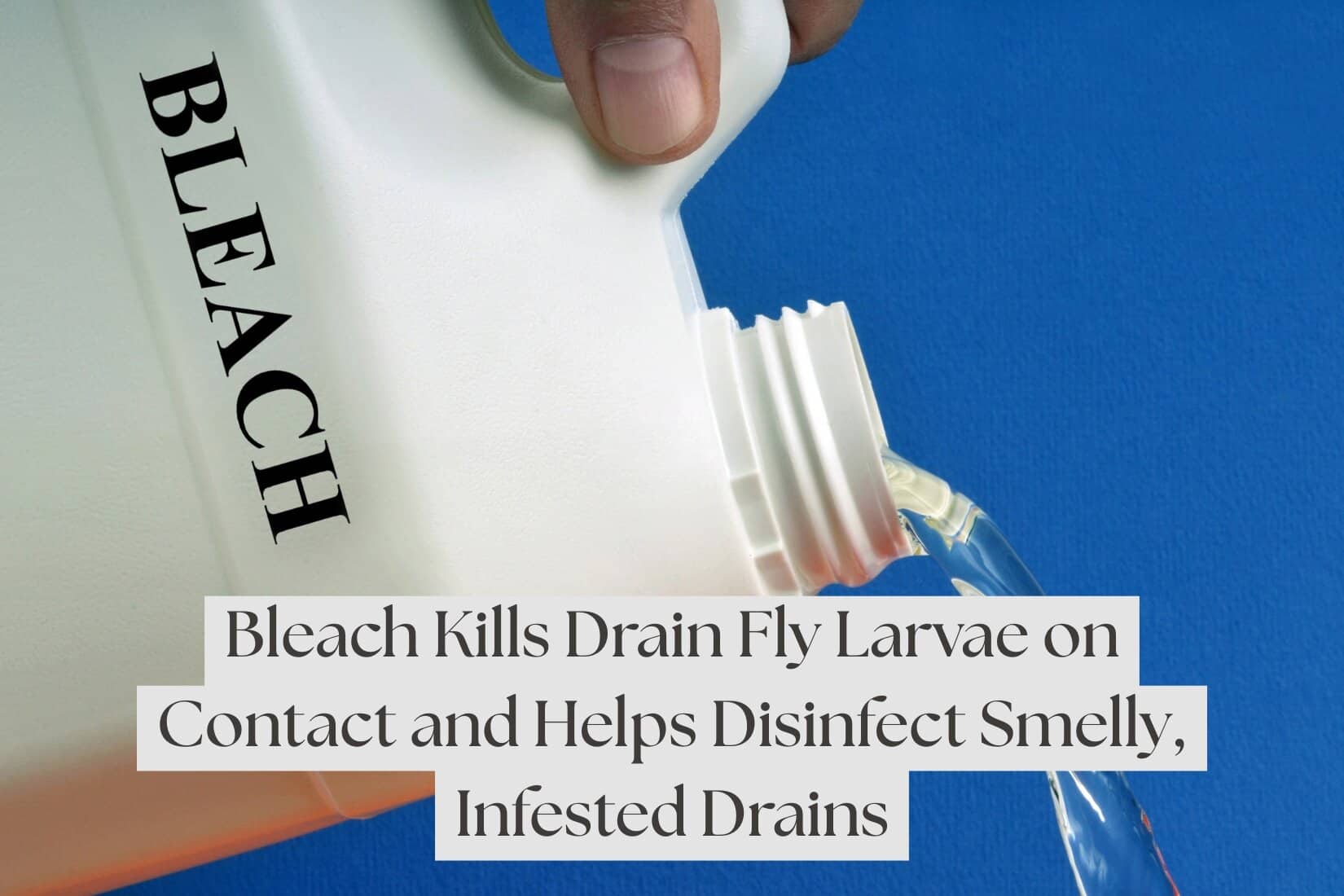 12 Ways To Get Rid of Drain Flies (Natural & Chemical Methods)
