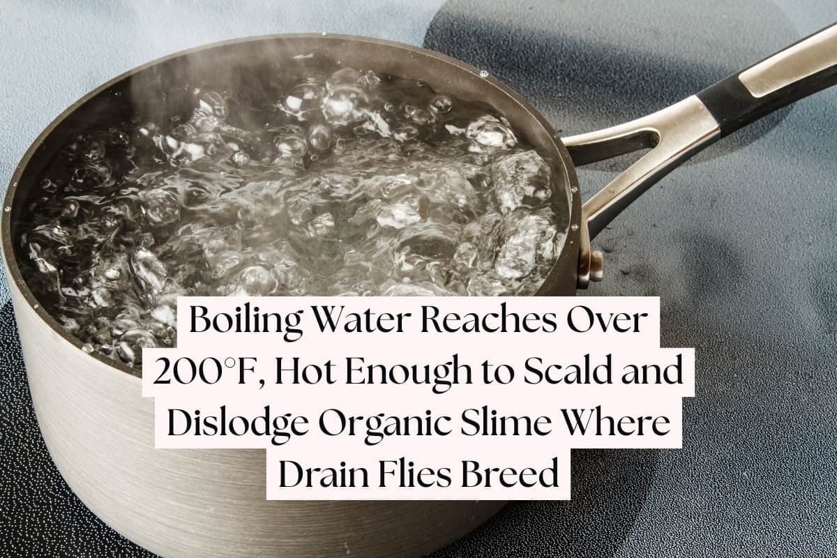 12 Ways To Get Rid of Drain Flies (Natural & Chemical Methods)