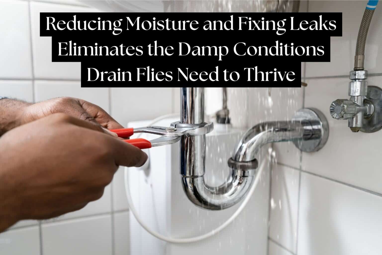 12 Ways To Get Rid of Drain Flies (Natural & Chemical Methods)