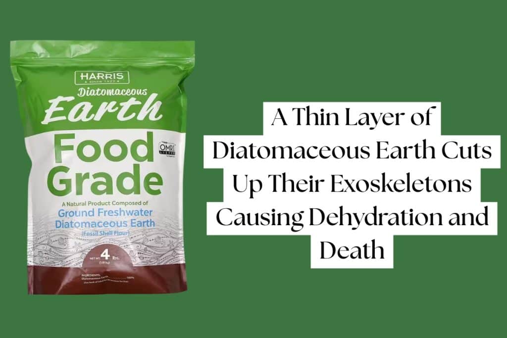 11 Proven Ways to Get Rid of Carpet Beetles (DIY, Pro, & Prevention)