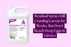 11 Proven Ways to Get Rid of Carpet Beetles (DIY, Pro, & Prevention)
