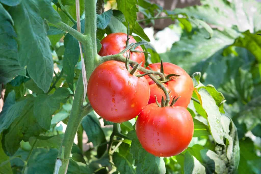 9 Simple Steps to Growing Professional-Quality Tomatoes at Home